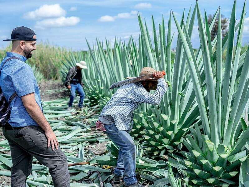 Oaxaca: Mezcal Distillery Tour with Tastings - A Closer Look at the Oaxaca Mezcal Tour