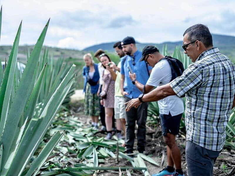 Oaxaca: Mezcal Distillery Tour with Tastings - Who Should Book This Tour?