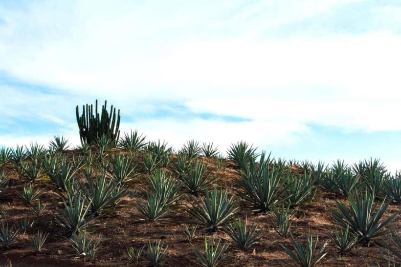 Oaxaca: Mezcal Tasting & Barrel Ride - Final Thoughts: Who Should Book This Tour?