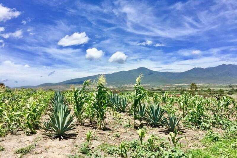Oaxaca: Private Gastronomy and Culture Tour - Key Points