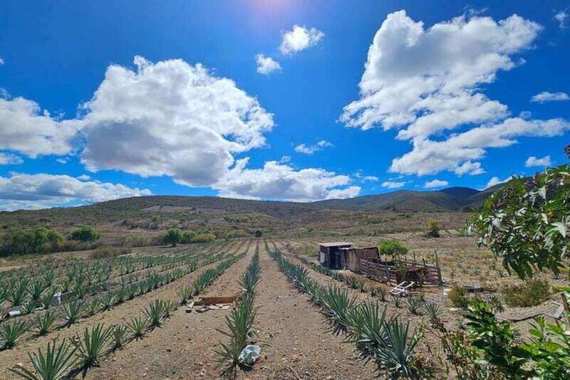 Oaxaca: Private Lunch in Maguey Fields with Mezcal Tasting - The Sum Up