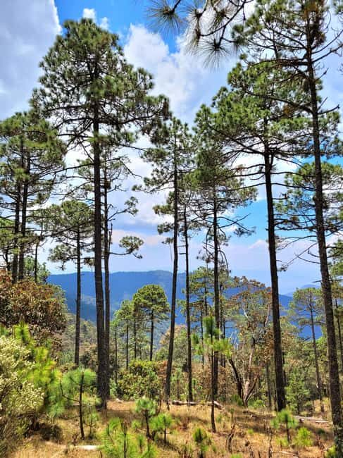 Oaxaca: Sierra Norte Ixtepeji Guided Hike & Lunch, Half-Day - Exploring the Sierra Norte Ixtepeji: A Guide to an Authentic Oaxaca Adventure