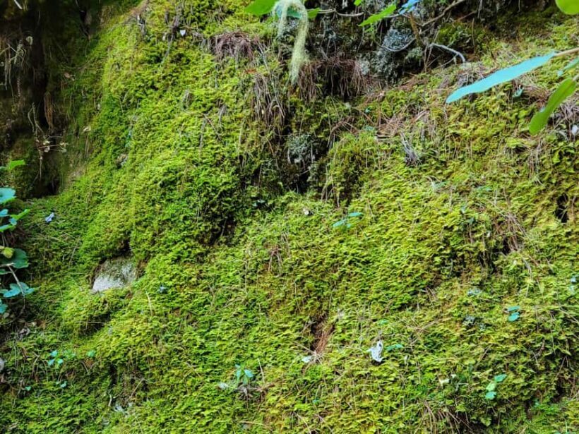 Oaxaca: Sierra Norte Ixtepeji Guided Hike & Lunch, Half-Day - Who Will Love This Tour?