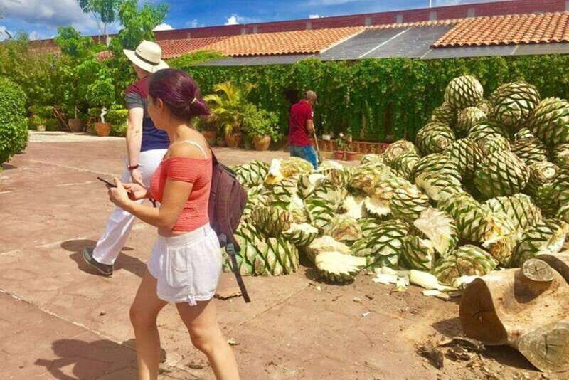Oaxaca: Traditional Market Private Tour - What to Expect from the Oaxaca: Traditional Market Private Tour