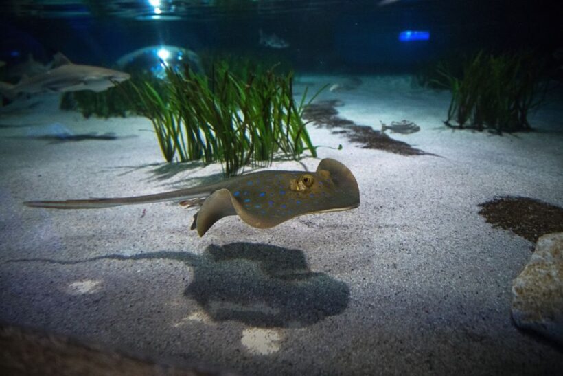 Oberhausen: SEA LIFE Oberhausen Entry Ticket - A Detailed Look at the SEA LIFE Oberhausen Experience