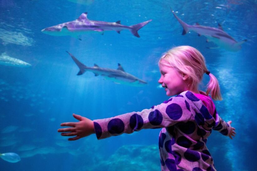 Oberhausen: SEA LIFE Oberhausen Entry Ticket - Final Thoughts on Value and Experience