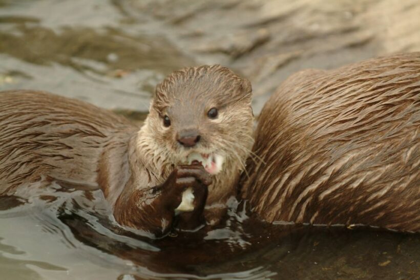 Oberhausen: SEA LIFE Ticket and Behind the Scenes Tour - FAQ