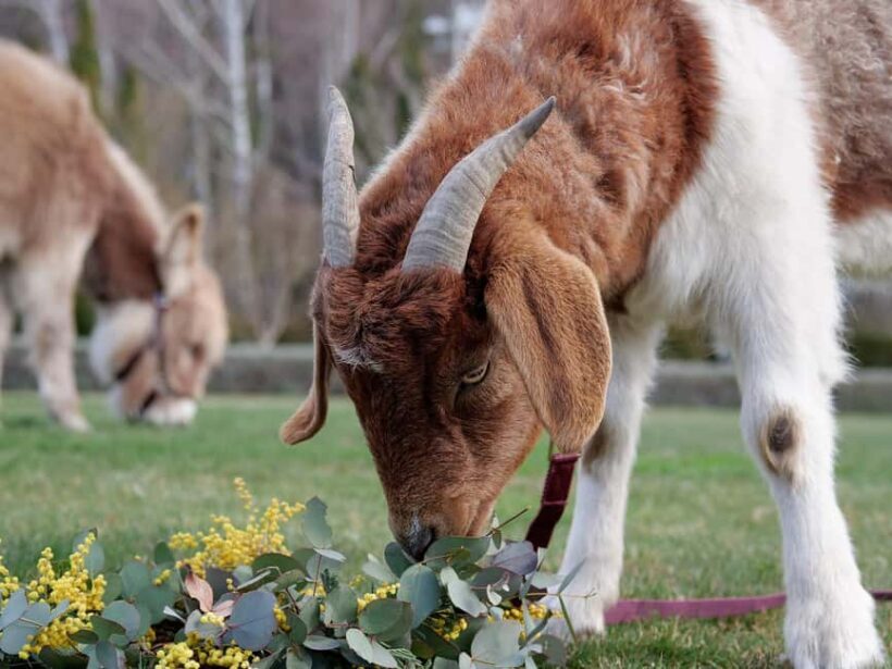 Oberon: Breaky with The Crew - Animal Lover Experience! - Oberon: Breaky with The Crew - Animal Lover Experience!