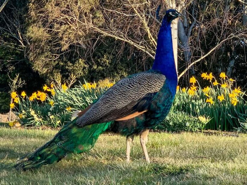 Oberon: Breaky with The Crew - Animal Lover Experience! - Key Points
