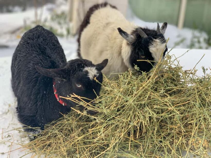 Oberon: Breaky with The Crew - Animal Lover Experience! - Why Choose This Experience?