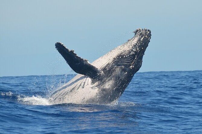 Observation DE Marine Mammals Dolphins and Ballenas EN Huatulco - What to Expect from the Tour