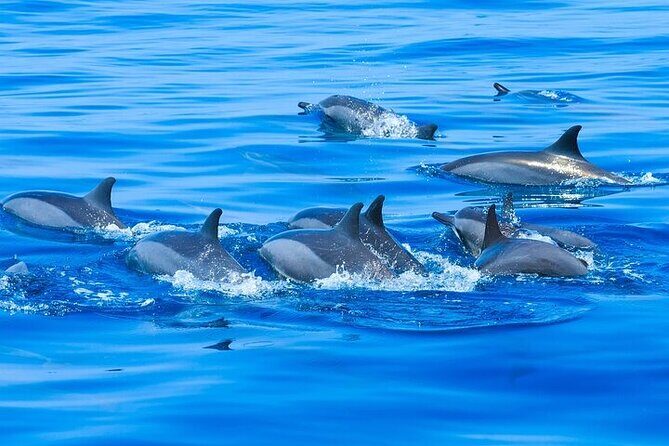 Observation DE Marine Mammals Dolphins and Ballenas EN Huatulco - Final Thoughts: Who Will Love This Tour?