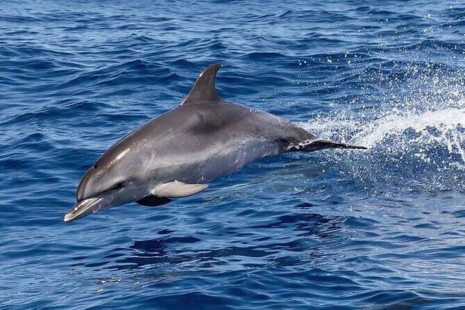 Observation DE Marine Mammals Dolphins and Ballenas EN Huatulco - FAQ