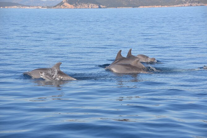 Observation of Dolphins and Snorkeling in a rubber boat in Olbia - The Value of This Experience