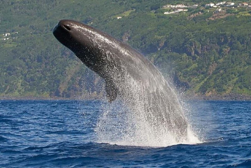 Observation of whales and dolphins in island Pico - A detailed look at the whale and dolphin tour on Pico Island