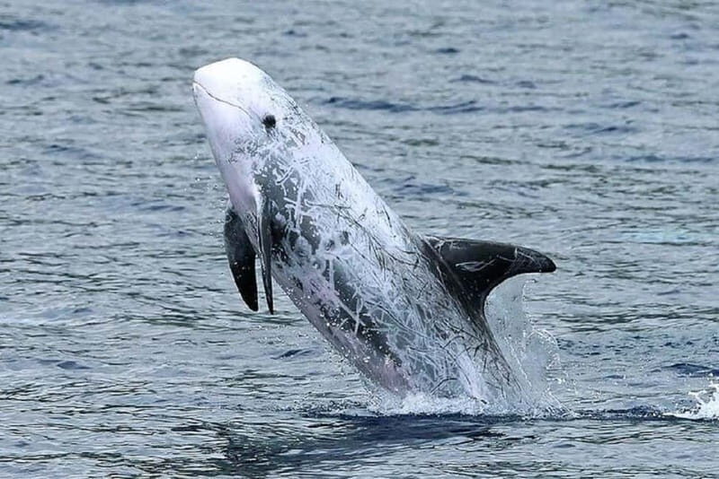 Observation of whales and dolphins in island Pico - Authentic experiences based on reviews