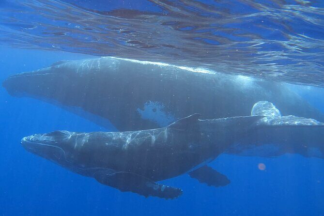 Observe and Swim with Whales in Tahiti - Key Points