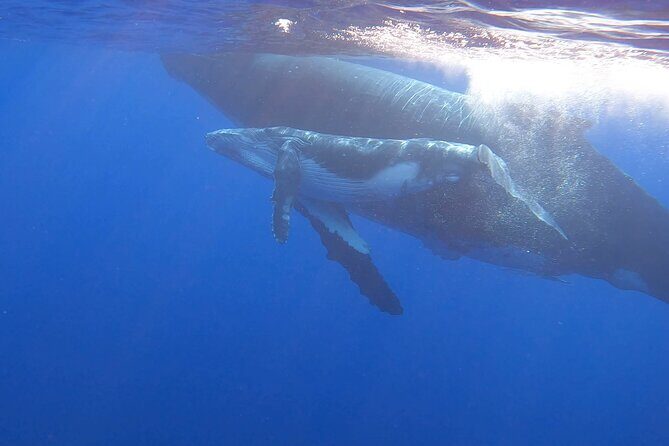 Observe and Swim with Whales in Tahiti - An In-Depth Look at the Whale Observation and Snorkeling Tour in Tahiti