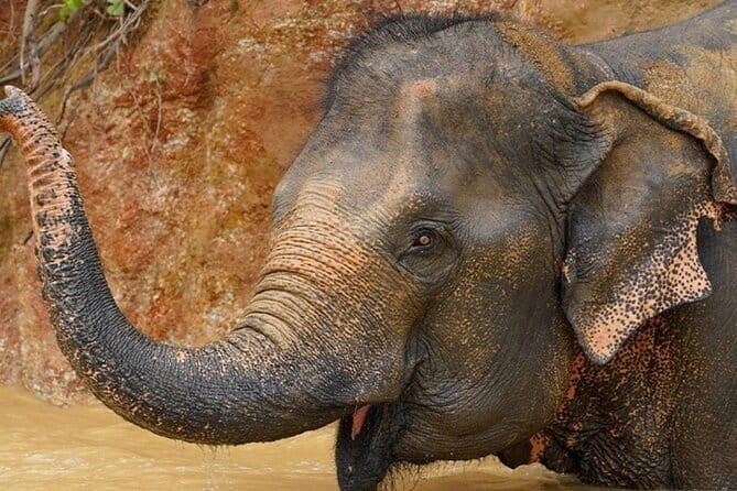 Observing Elephant Nature (NO RIDING NO BATHING) - A Genuine Look at the Elephant Sanctuary Experience