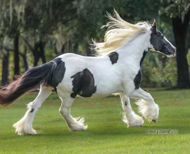 Ocala: Gypsy Gold Horse Farm Guided Walking Tour - An In-Depth Look at the Gypsy Gold Horse Farm Guided Tour