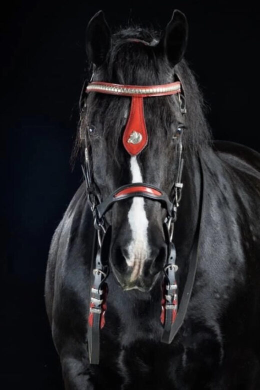 Ocala: Gypsy Gold Horse Farm Guided Walking Tour - Final Thoughts