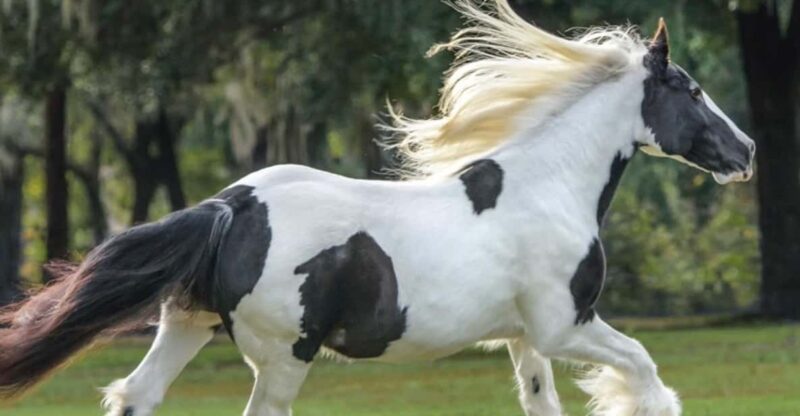 Ocala: Gypsy Gold Horse Farm Guided Walking Tour - Key Points