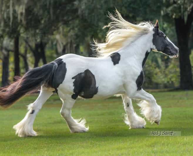 Ocala: Gypsy Gold Horse Farm Guided Walking Tour - Meeting the Horses and Other Animals