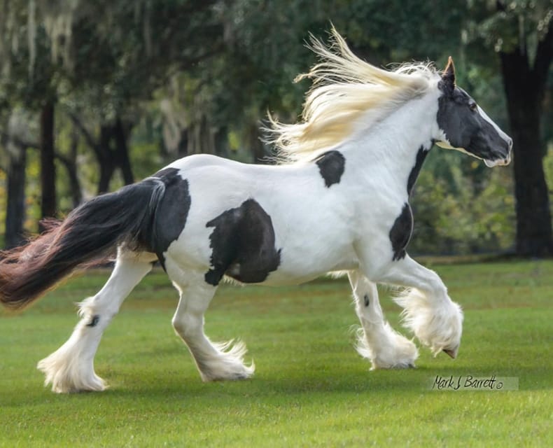 Ocala: Gypsy Gold Horse Farm Guided Walking Tour - The Guided Tour Experience