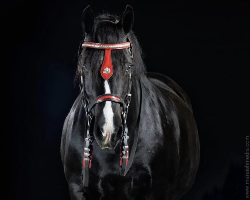 Ocala: Gypsy Gold Horse Farm Guided Walking Tour - Value and Cost Analysis