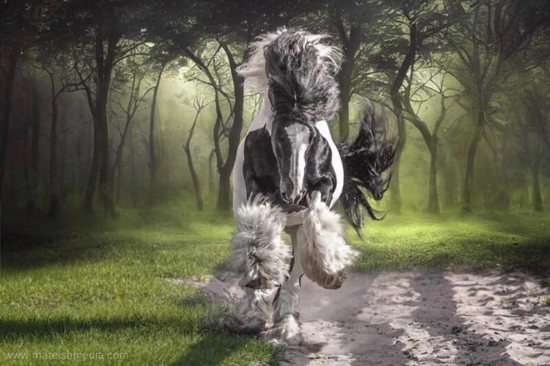 Ocala: Gypsy Gold Horse Farm Guided Walking Tour - Who Will Love This Tour?