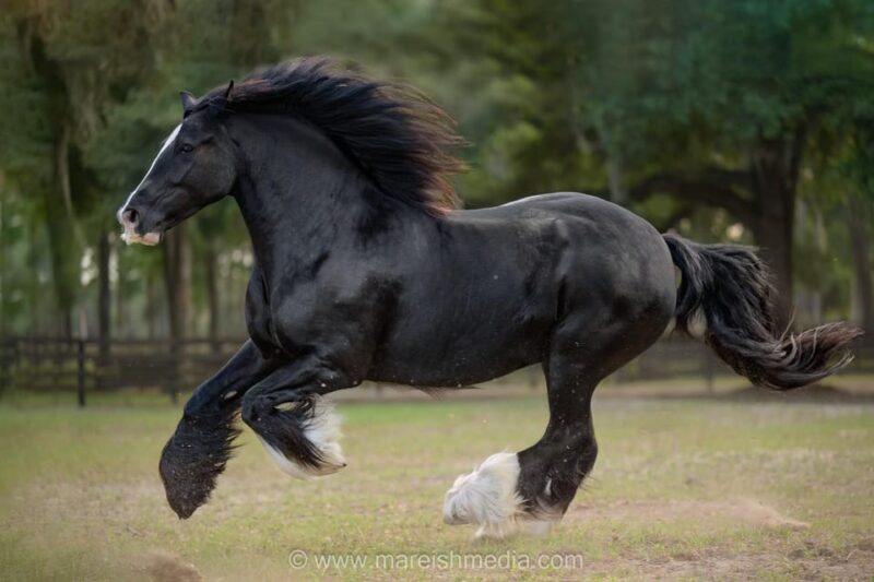 Ocala: Gypsy Gold Horse Farm Guided Walking Tour - FAQ About the Gypsy Gold Horse Farm Guided Tour