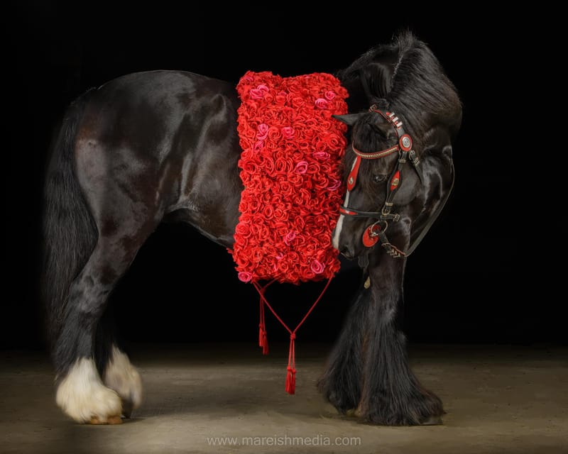 Ocala: Gypsy Gold Horse Farm Horses & History Tour - The Value of the Experience