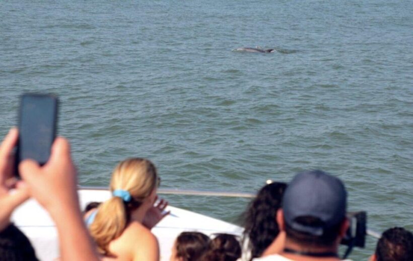 Ocean City, MD: Coastal Speedboat Tour with Dolphin Spotting - The Value and Pricing