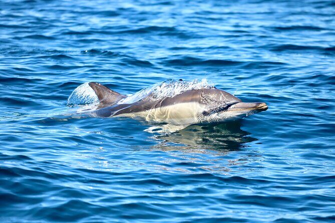Ocean Explorer Tour from Lake Macquarie - An In-Depth Look at the Ocean Explorer Tour from Lake Macquarie