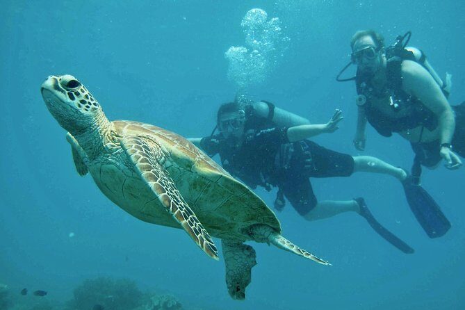 Ocean Freedom Great Barrier Reef Luxury Snorkel and Dive Cruise - Final thoughts: is this tour right for you?