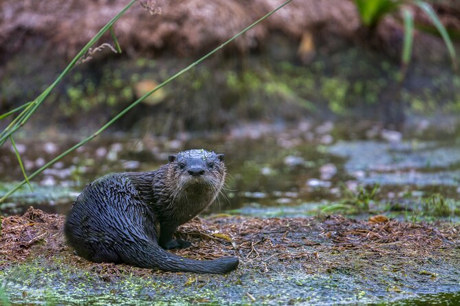Ocean Kayaking Experience in Brookings - Pricing and Value