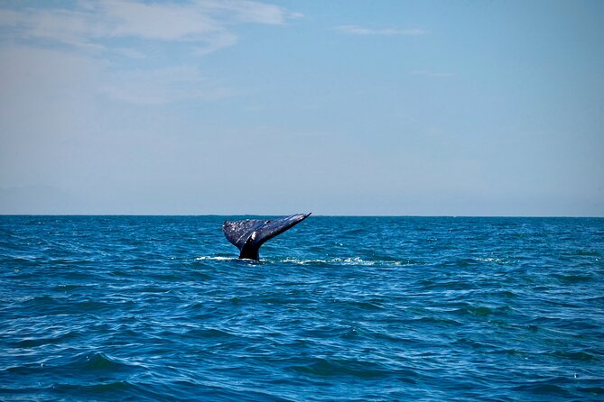 Ocean Kayaking Experience in Brookings - Who Should Consider This Tour