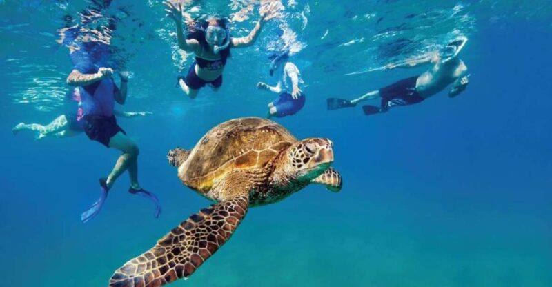 Ocean Reef Snorkeling and Paddleboarding - Key Points