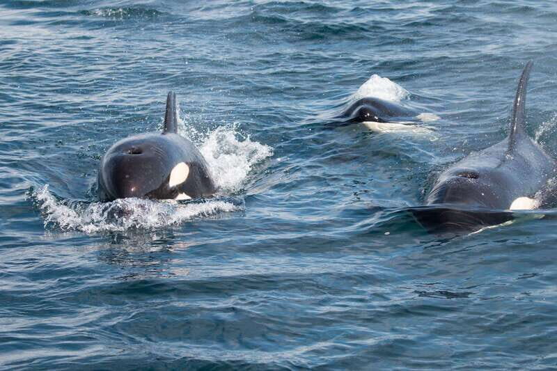 Ocean Safari in La Ventana BCS - Key Points