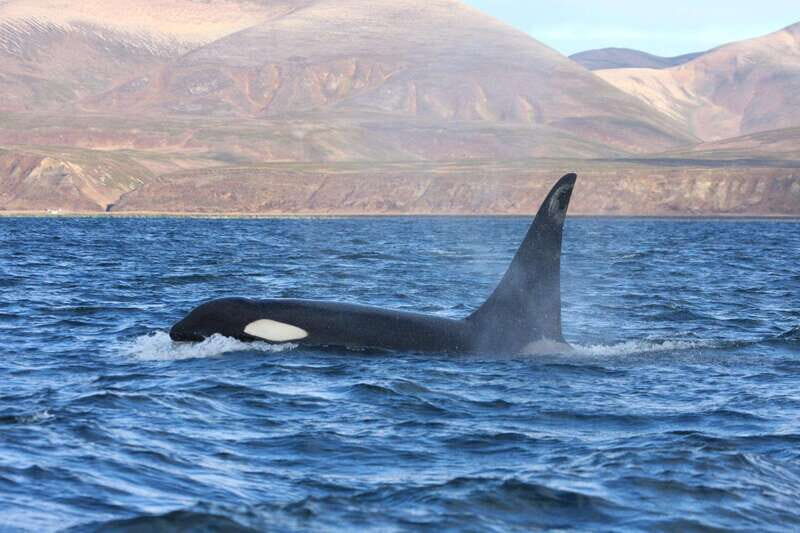 Ocean Safari in La Ventana BCS - An In-Depth Look at the Ocean Safari Experience