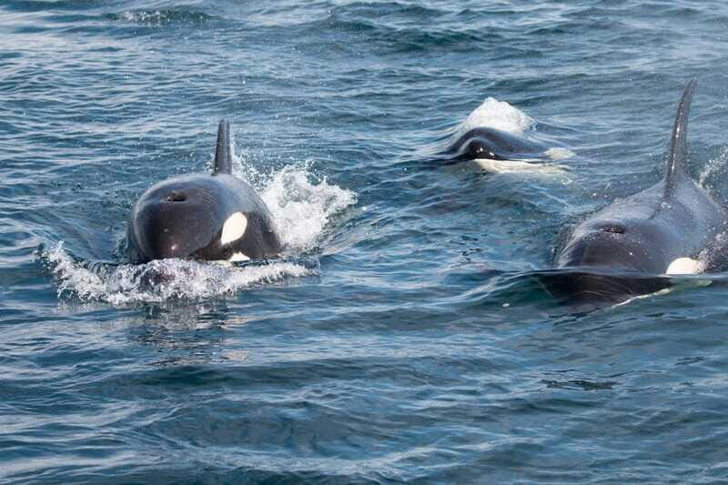 Ocean Safari in La Ventana BCS - FAQ