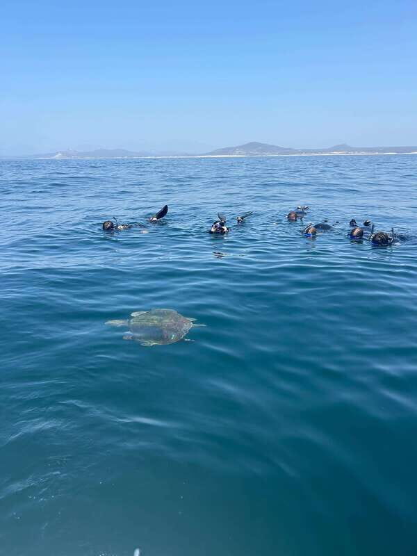 Ocean Safari in San Jose del Cabo - Analyzing the Value