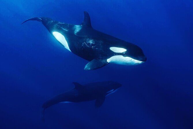 Ocean Safari: Sea Lions, Mobula Rays, Dolphins, Orcas & Whales - An Introduction to Baja’s Marine Marvels