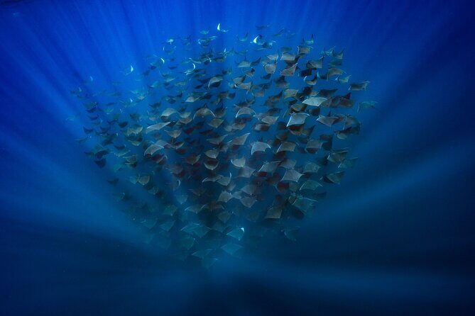 Ocean Safari: Sea Lions, Mobula Rays, Dolphins, Orcas & Whales - Snorkeling and Wildlife Observation