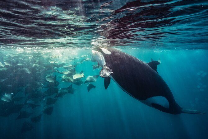 Ocean Safari: Sea Lions, Mobula Rays, Dolphins, Orcas & Whales - The Value of the Experience