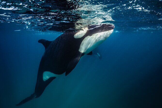 Ocean Safari: Sea Lions, Mobula Rays, Dolphins, Orcas & Whales - Authentic Encounters & Respect for Nature