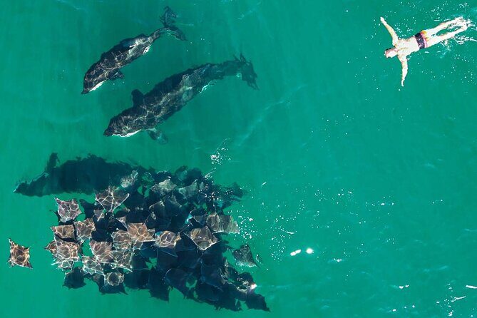 Ocean Safari: Sea Lions, Mobula Rays, Dolphins, Orcas & Whales - Who Will Love This Tour?