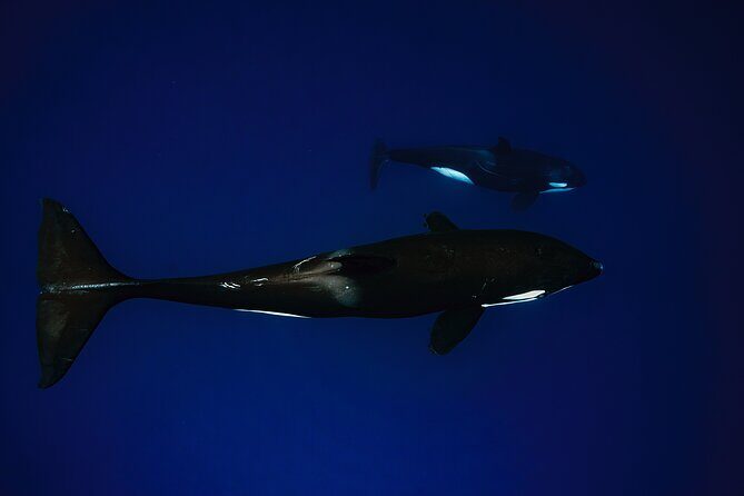 Ocean Safari: Sea Lions, Mobula Rays, Dolphins, Orcas & Whales - The Sum Up: Why This Tour Is a Great Choice