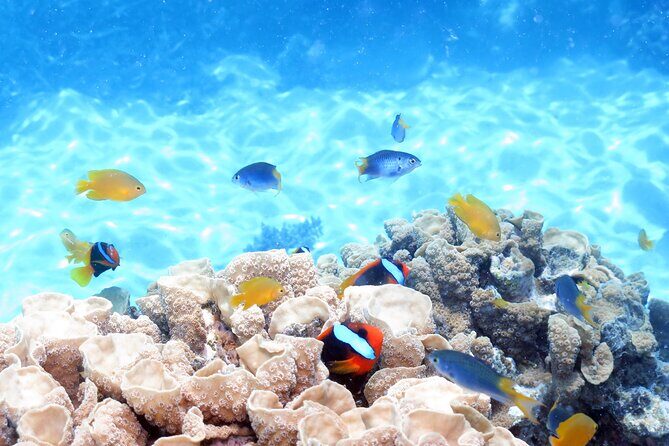 Ocean Spirit Sail to Michaelmas Cay Snorkel or Dive, from Cairns - FAQ