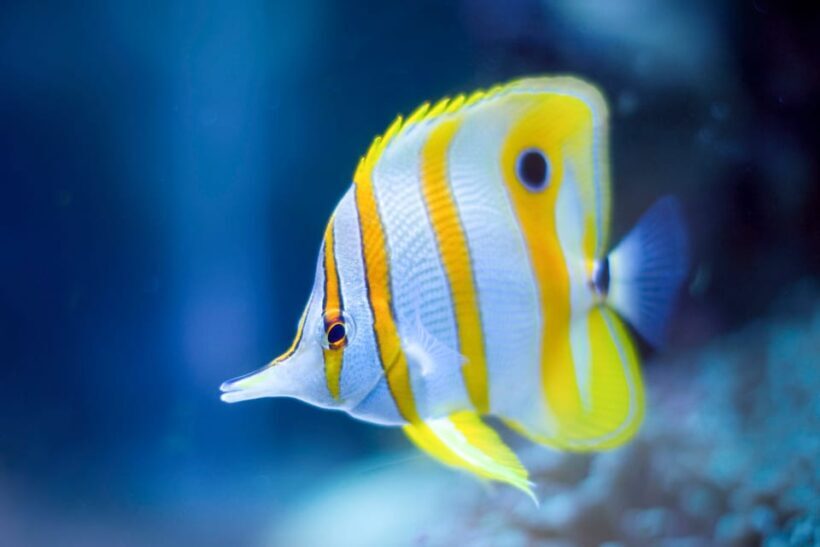 Oceanographic Museum of Monaco Ticket - Practical Tips for Visiting